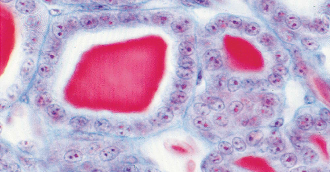 Catalogue: LIEDER - Laboratory for Microscopic Preparations - LIEDER ...