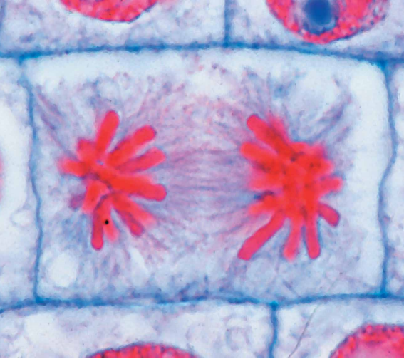 Procedure: LIEDER - Laboratory for Microscopic Preparations - LIEDER ...