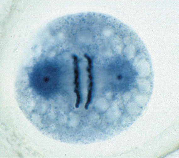 Procedure: LIEDER - Laboratory for Microscopic Preparations - LIEDER ...