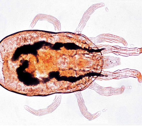 Procedure: LIEDER - Laboratory for Microscopic Preparations - LIEDER ...